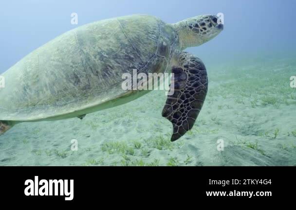 Sea Turtle with bite marks on fins swims in blue water, Slow motion ...