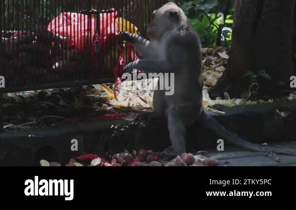 Thief primate Stock Videos & Footage - HD and 4K Video Clips - Alamy