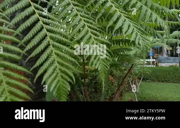 Tall tree fern Stock Videos & Footage - HD and 4K Video Clips - Alamy