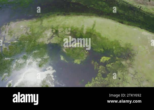 The marshy, flooded area. It is a unique ecosystem, rich in flora and ...