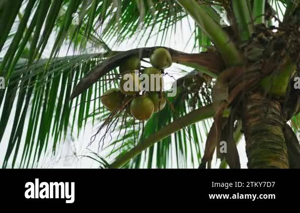Palm tree with green coconuts bottom view. Fresh coconuts on palm ...