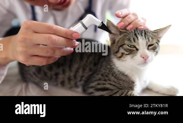 Examination of cat ear and tympanic membrane in veterinary clinic ...