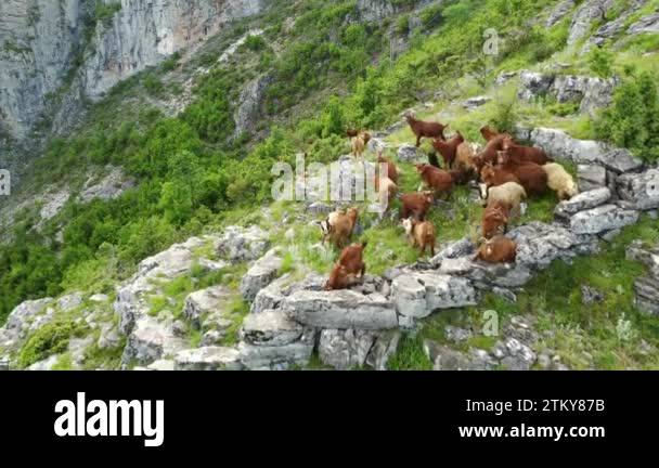 A large herd of goats and bucks grazes on the picturesque mountain ...