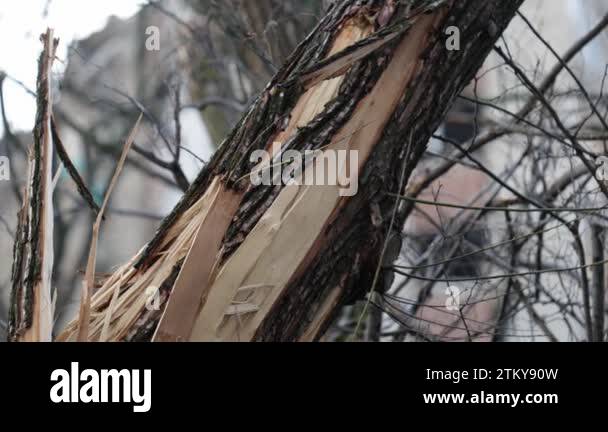 Broken heart tree Stock Videos & Footage - HD and 4K Video Clips - Alamy