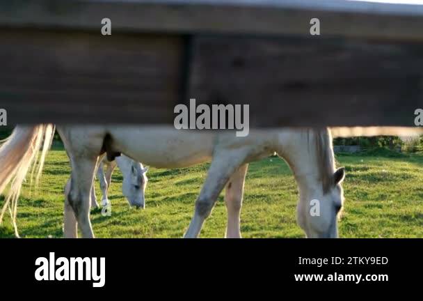 White stallions Stock Videos & Footage - HD and 4K Video Clips - Alamy