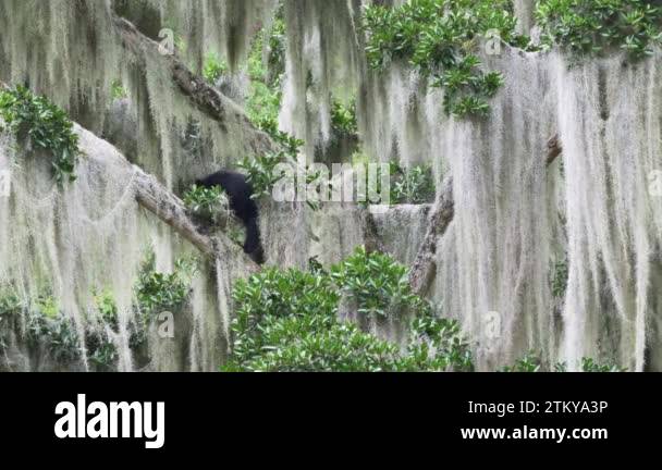 spectacled bear, Tremarctos ornatus, native to the forests of the ...