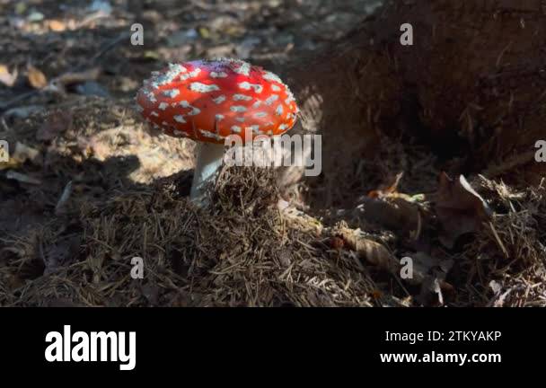 Scientific names Stock Videos & Footage - HD and 4K Video Clips - Alamy