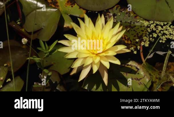 Nymphaea pinwaree Stock Videos & Footage - HD and 4K Video Clips - Alamy