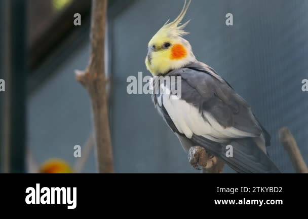 Nymph birds Stock Videos & Footage - HD and 4K Video Clips - Alamy