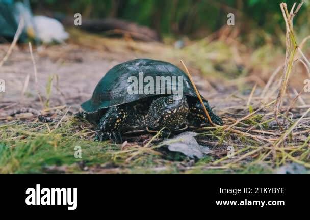 The river turtle lies on the ground near the riverbank, close-up. The ...