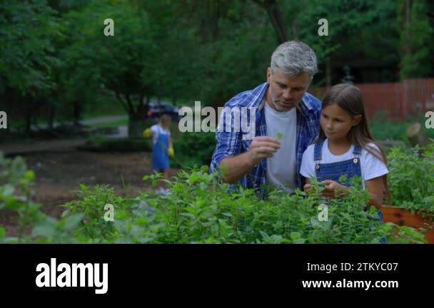 Male Farmer Showing His Daughter How to Take Care of Mint. Father and ...