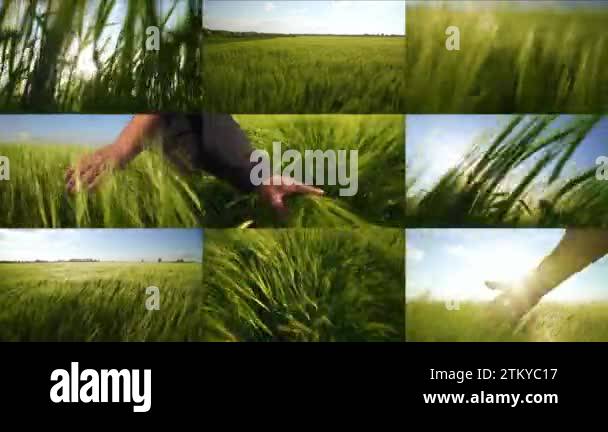 Farmer field wheat harvest Stock Videos & Footage - HD and 4K Video ...