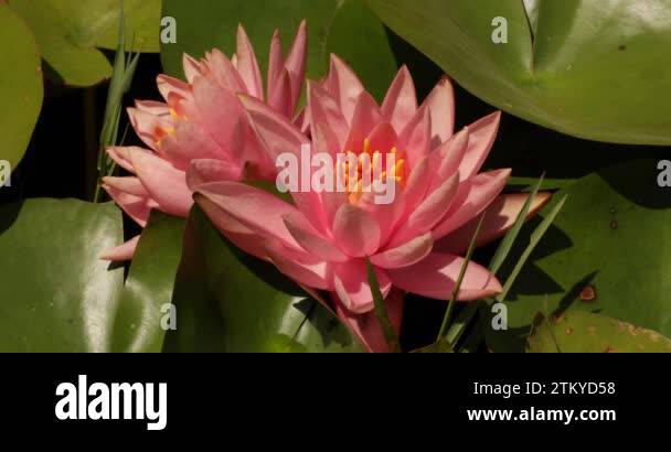 Hardy lagoon Stock Videos & Footage - HD and 4K Video Clips - Alamy