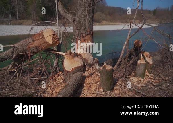 Beaver gnawed tree near the Isar River in Munich, Germany. Tree felled ...