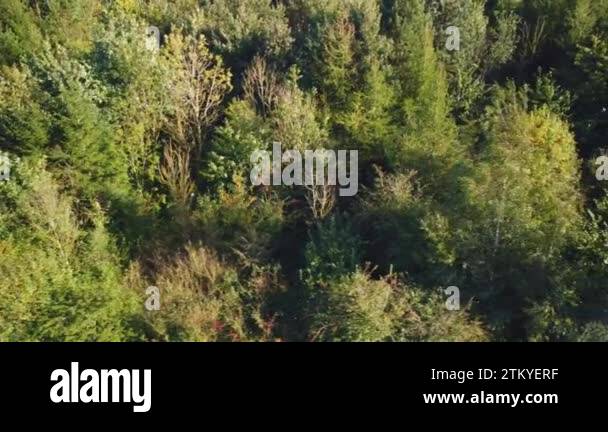 Deciduous lowland forest Stock Videos & Footage - HD and 4K Video Clips ...