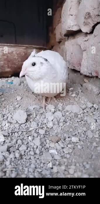 Wachtel farm Stock Videos & Footage - HD and 4K Video Clips - Alamy