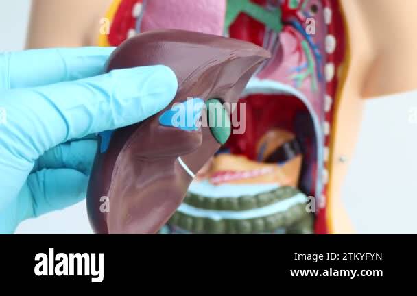 liver, Model of internal organs of the body, medical education Stock ...
