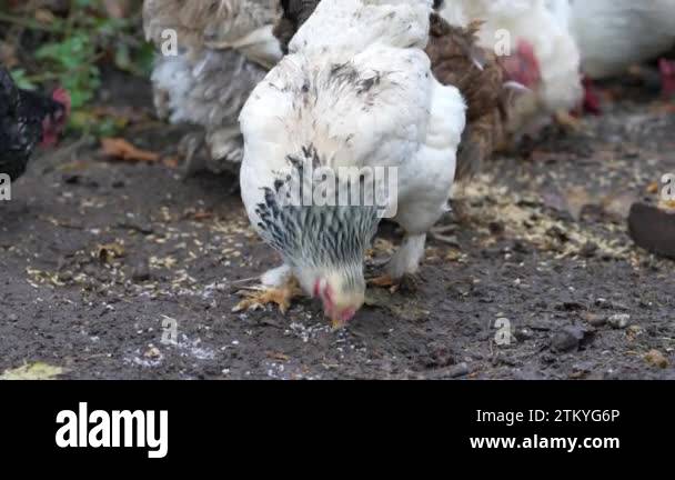 Free Range Chickens Enjoying the Afternoon and Eating Grain. Chickens ...