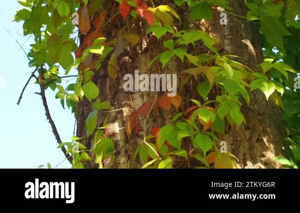 Invasive climber [climbing plant] Stock Videos & Footage - HD and 4K ...