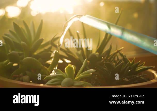 Beautiful succulent plants being watered in gorgeous morning sunlight ...
