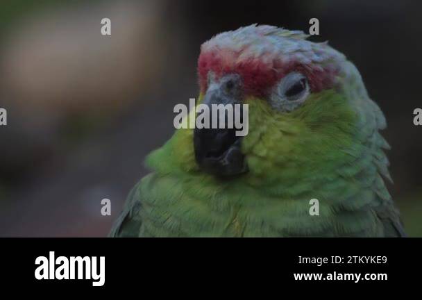 Red-crowned amazons. Amazona viridigenalis, also known as the red ...