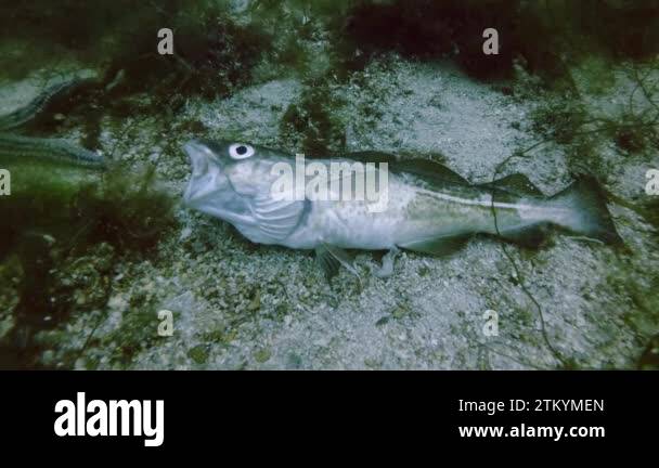 Eating dead fish Stock Videos & Footage - HD and 4K Video Clips - Alamy