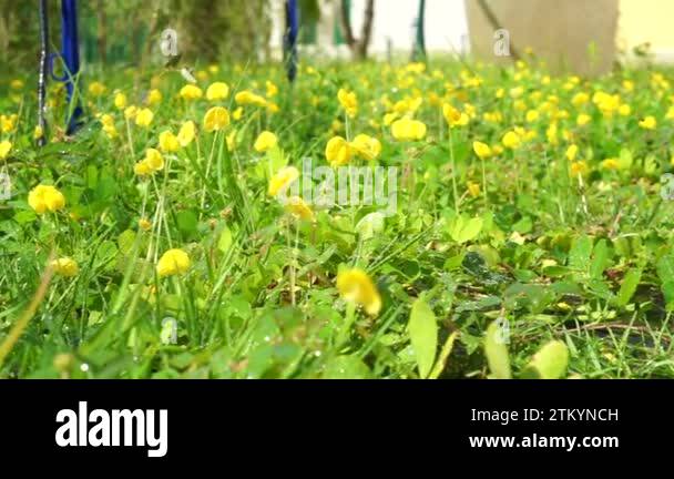 Yellow pea flower Stock Videos & Footage - HD and 4K Video Clips - Alamy