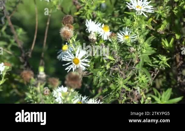 Butterfly collects pollen on white flowers of bushy aster. Insect ...