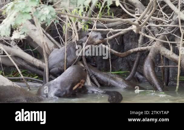 Family of giant river otter, Pteronura brasiliensis, hunting and ...