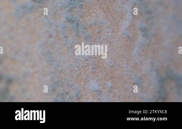 Macro video of fungus and mold on furniture. Fungal mold is growing on ...