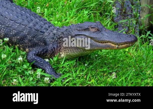 Wild alligator in swampy areas Stock Videos & Footage - HD and 4K Video ...
