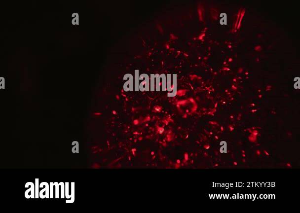 The concept of the ovum. Animation of early embryonic development. Cell ...