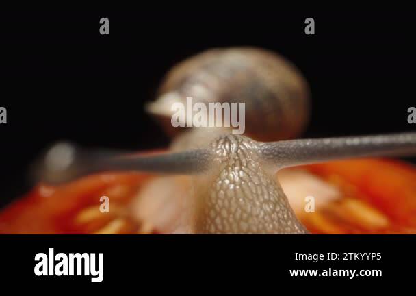 Parasite inside snail Stock Videos & Footage - HD and 4K Video Clips ...