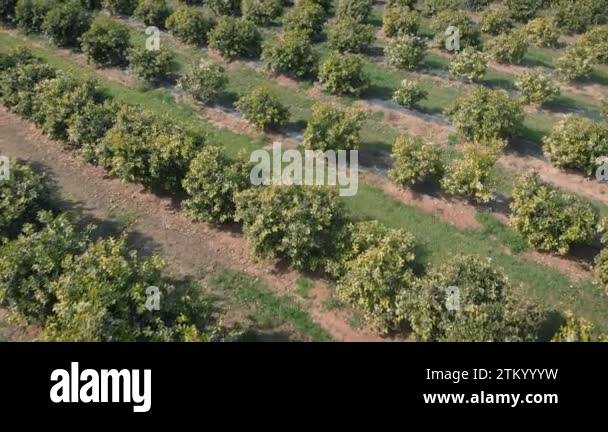 Citrus fruit orchard. Orange and tangerine trees growing in rows. Fruit ...
