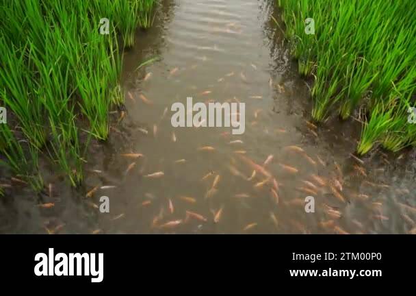 The mina padi cultivation system, which was started to be developed by ...