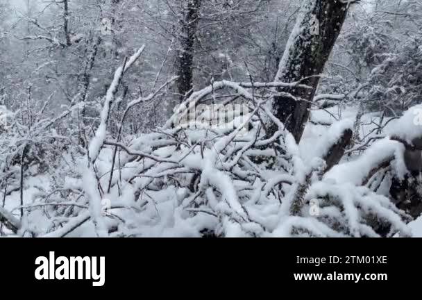 Snow Storm in the Forest near the Road of the Seven Lakes (Spanish ...
