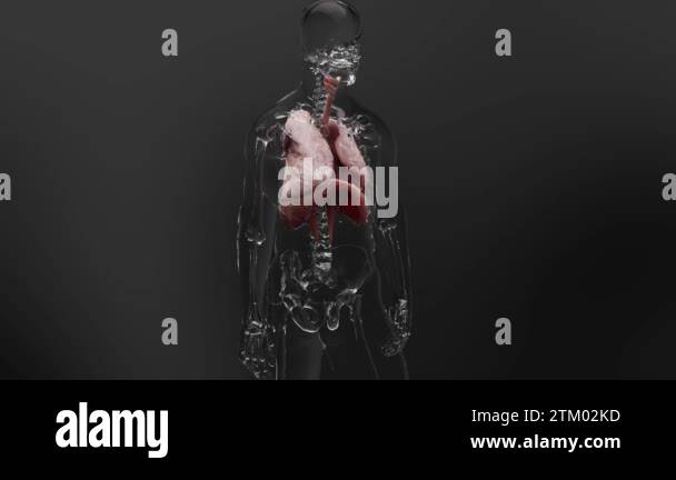 Human Respiratory System Lungs Anatomy Animation Concept. visible lung ...