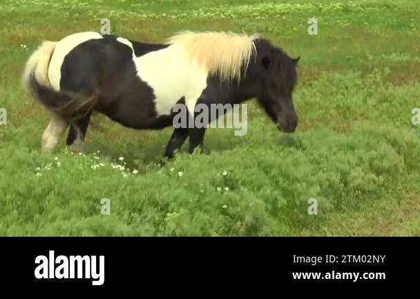 Mongolia steppe pony Stock Videos & Footage - HD and 4K Video Clips - Alamy