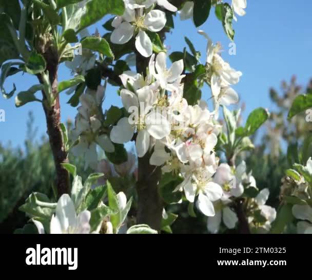 A bee on flowers of a columnar apple tree in May. The western honey bee ...