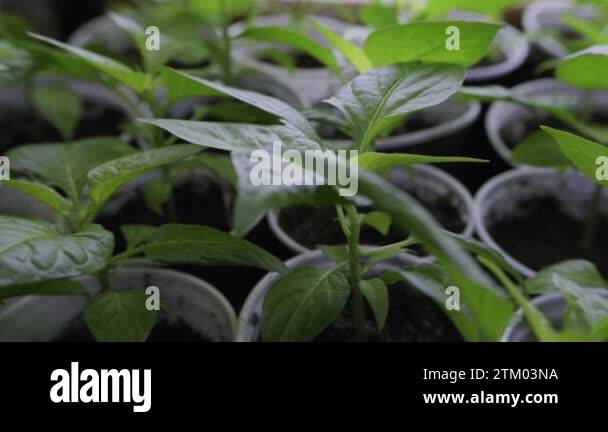 Planting chilli garden Stock Videos & Footage - HD and 4K Video Clips ...