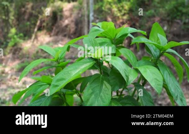 ficus hispida, the leaves are pointed oval-shaped, dark green in color ...