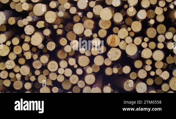 Devastating effects of deforestation - camera moves along a long log ...