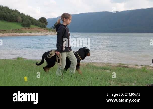 Little girl stands near her large dog of Rottweiler breed in grassy ...