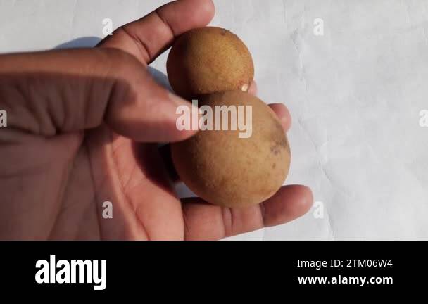 Manilkara zapota fruits. Its other names apodilla fruits, sapote ...