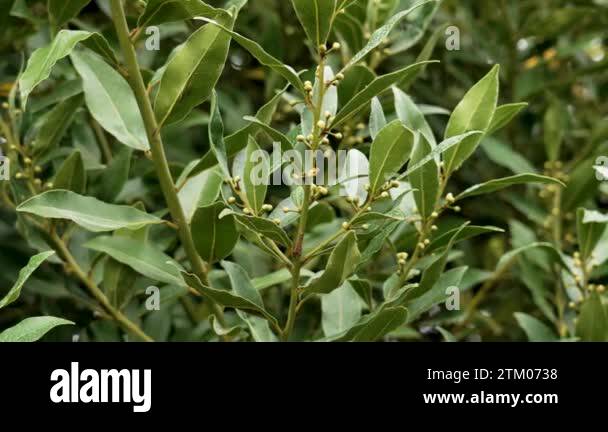 Laurus nobilis plant Stock Videos & Footage - HD and 4K Video Clips - Alamy