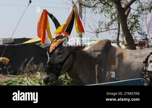 Hindu bull Stock Videos & Footage - HD and 4K Video Clips - Alamy