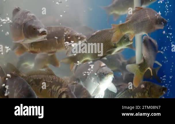 Live fish trout and carp swim in aquarium in supermarket or restaurant ...