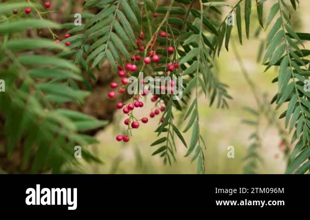 Pepper tree branch berries Stock Videos & Footage - HD and 4K Video ...