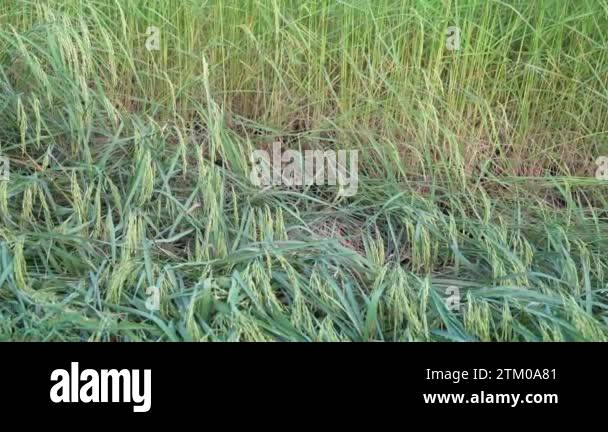 Paddy rice bean drying in a yard. This is the natural paddy rice drying ...