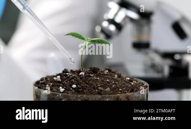 Scientist in chemical laboratory doing experiments with plants ...